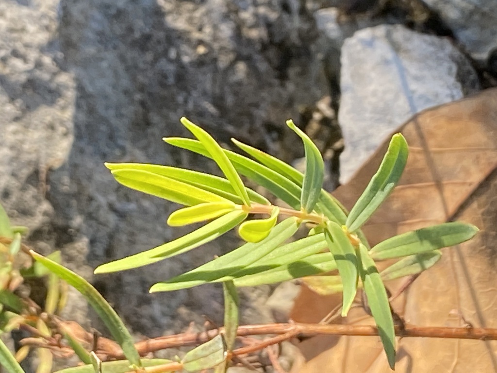 straggling St. John's-wort (Hypericum dolabriforme) - Botanical Realm
