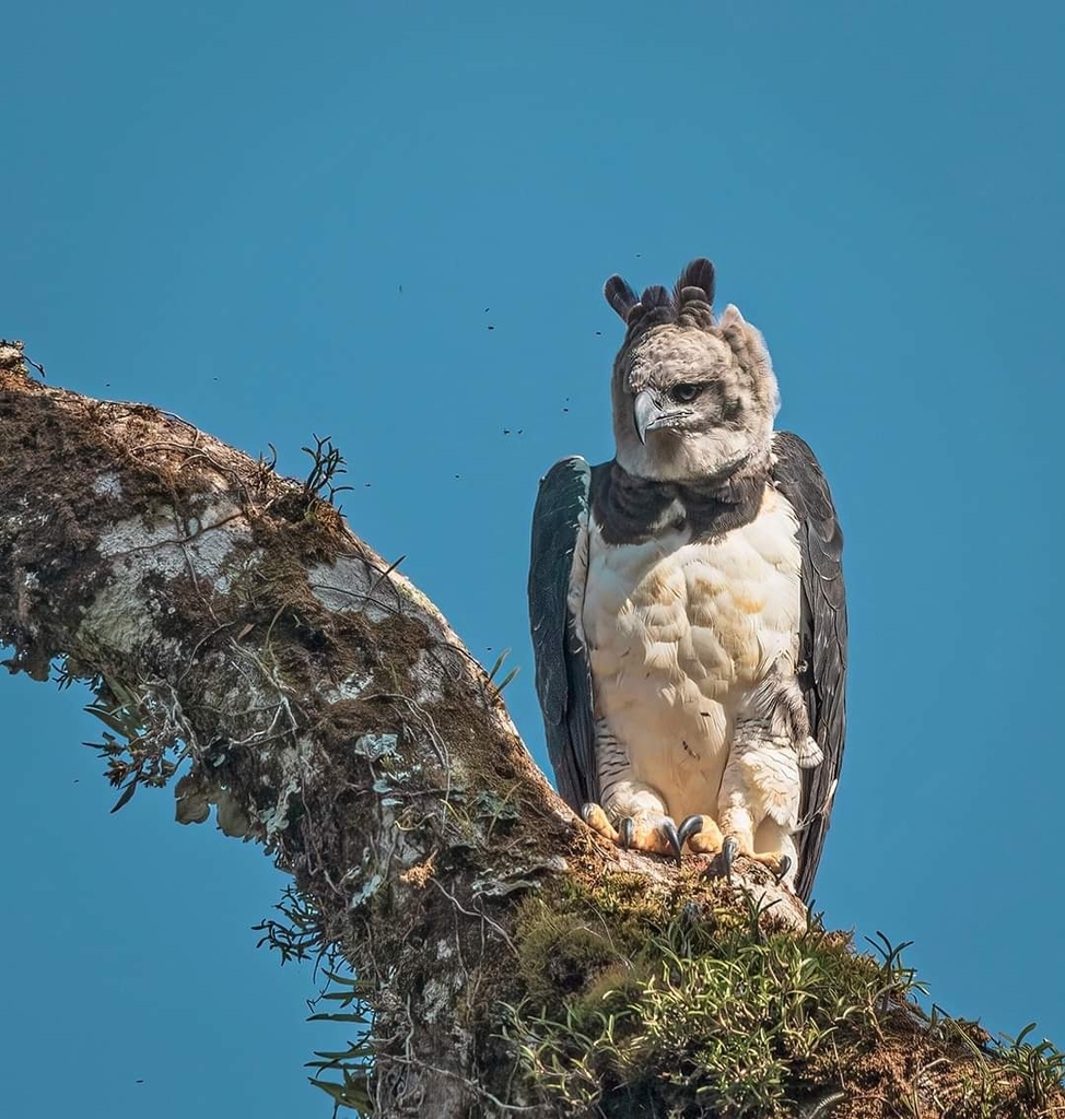 Águila arpía en septiembre 2022 por Santiago Salazar · iNaturalist Mexico