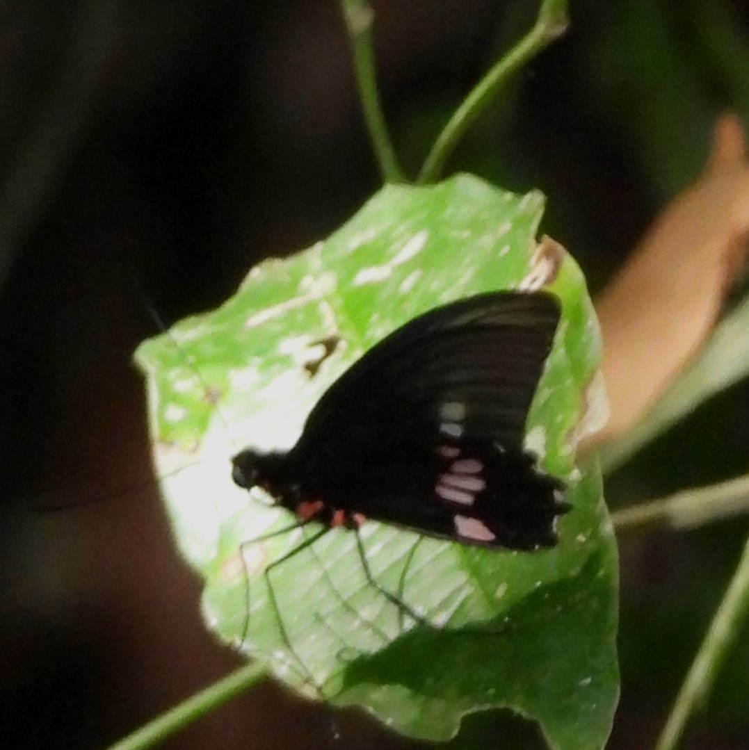 Parides neophilus (Geyer, 1837)
