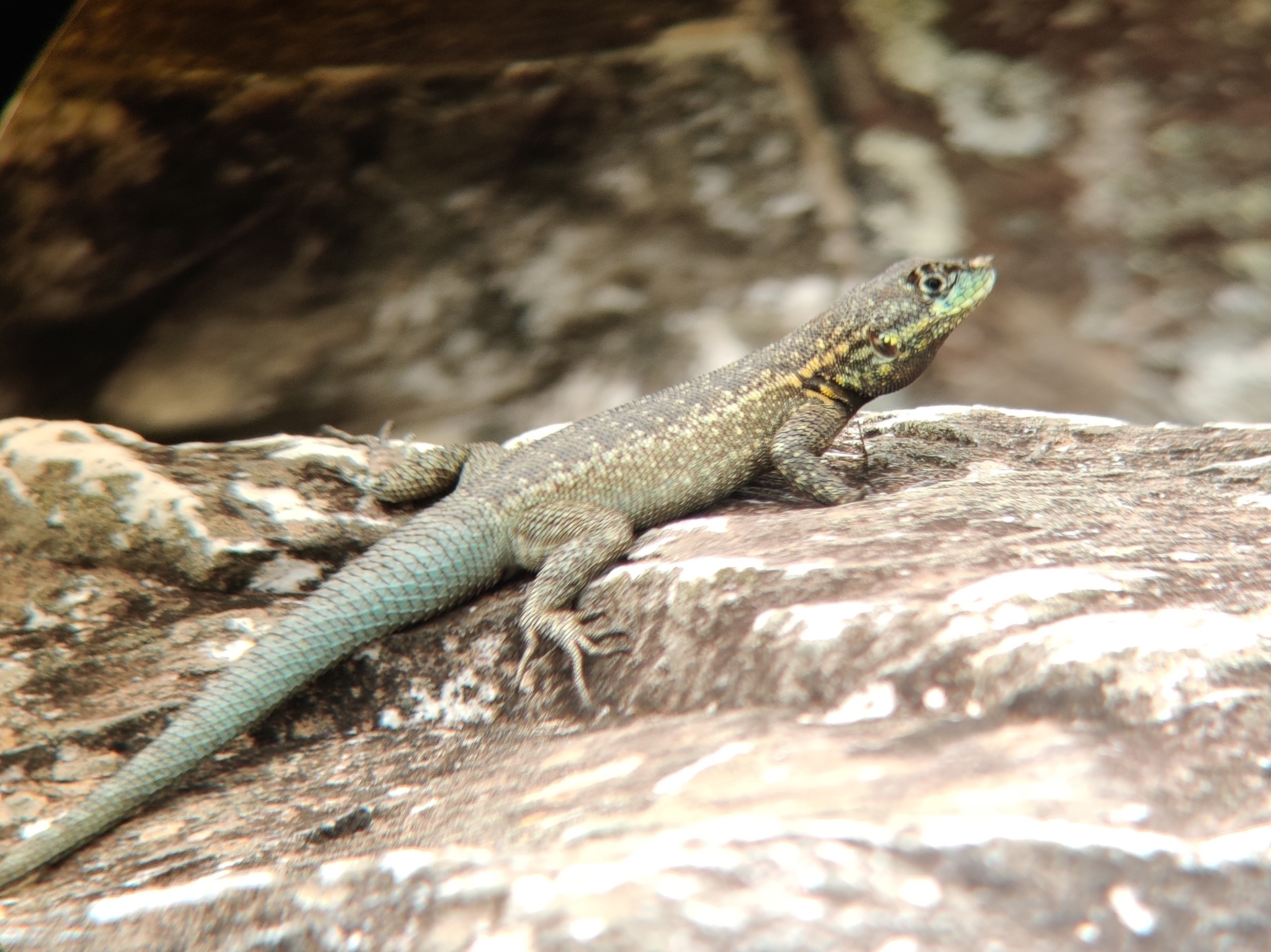 Tropidurus itambere Rodrigues, 1987