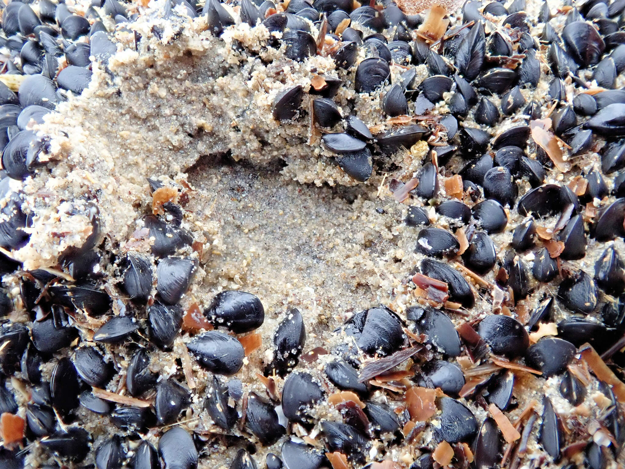 Xenostrobus pulex (Lamarck, 1819)