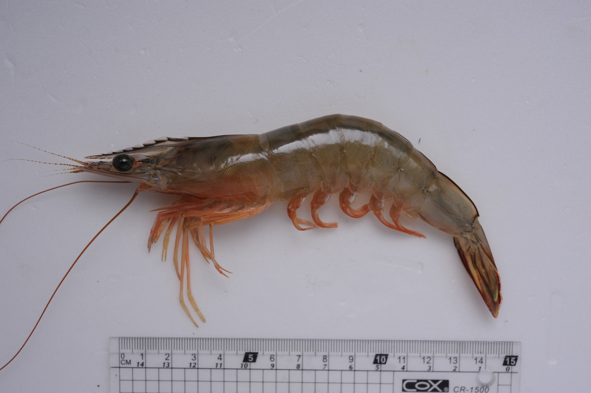 Penaeus merguiensis De Man, 1888