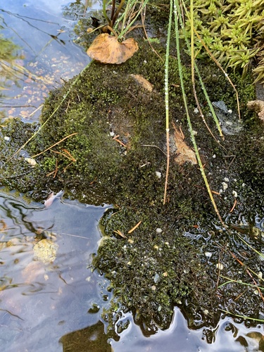 Jungermannia schusteriana · iNaturalist