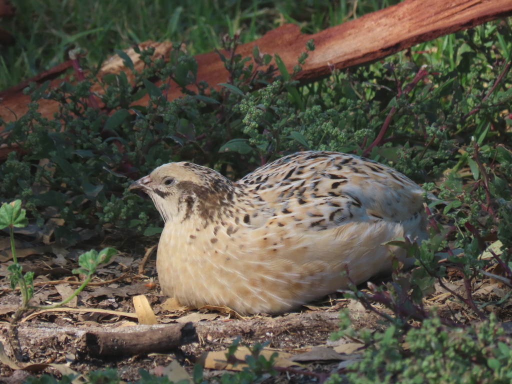 Japanese Quail from Fountain Valley, CA 92708, USA on September 28 ...