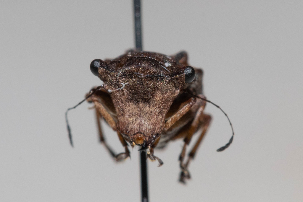 Exechesops from Lom Kao District, Phetchabun, Thailand on September 28 ...