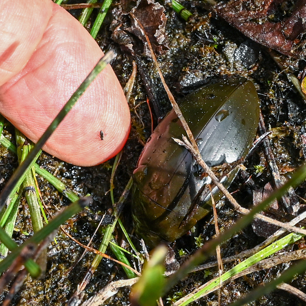Beetles from Central Kootenay, BC, Canada on September 28, 2022 at 11: ...