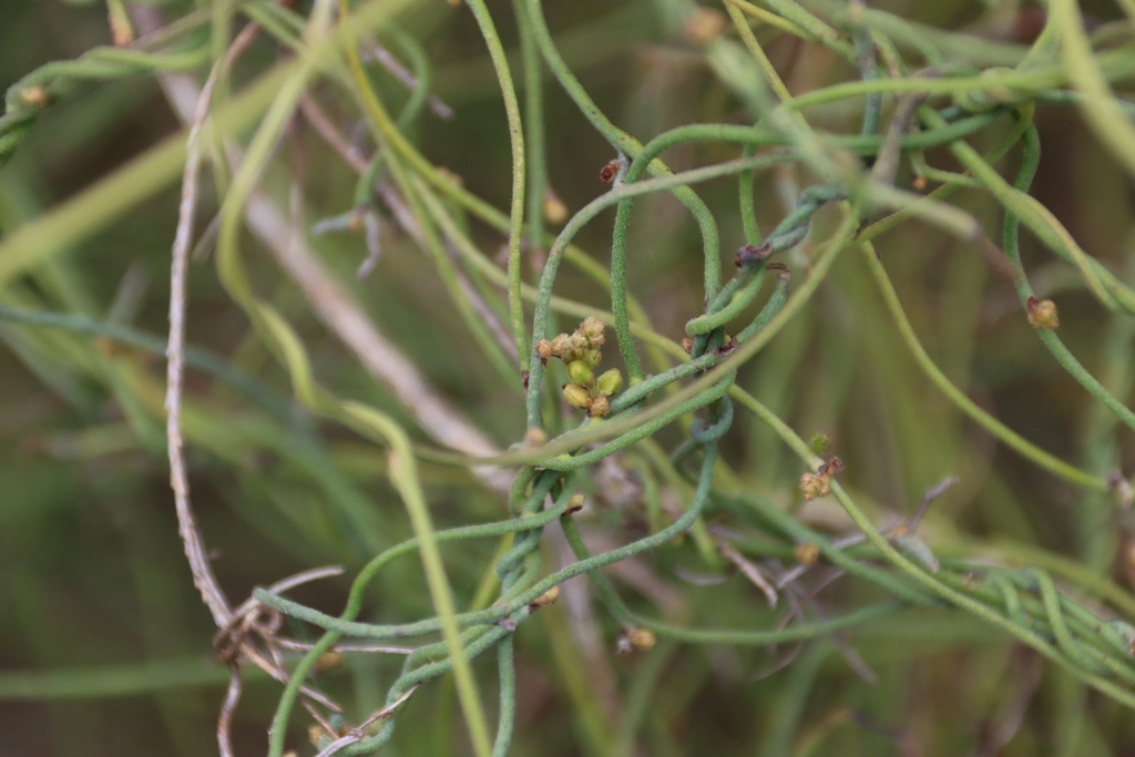 Dodder Laurels from Melbourne VIC, Australia on September 29, 2022 at ...
