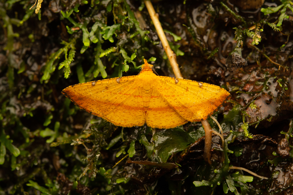 Geometer Moths from Bogor Regency, West Java, Indonesia on September 25 ...