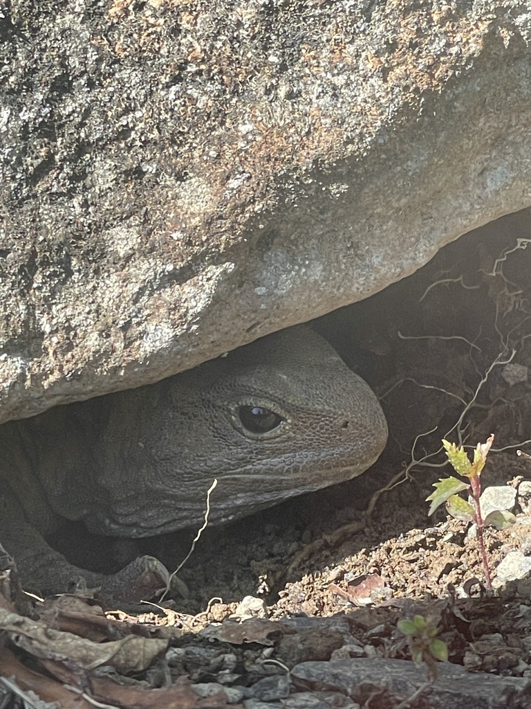 Tuatara in September 2022 by Taylor Davies-Colley. Advocacy tuatara ...