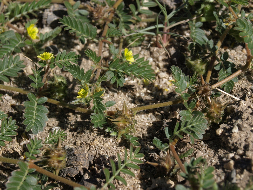 puncture vine from Inyo County, CA, USA on September 23, 2022 at 10:35 ...