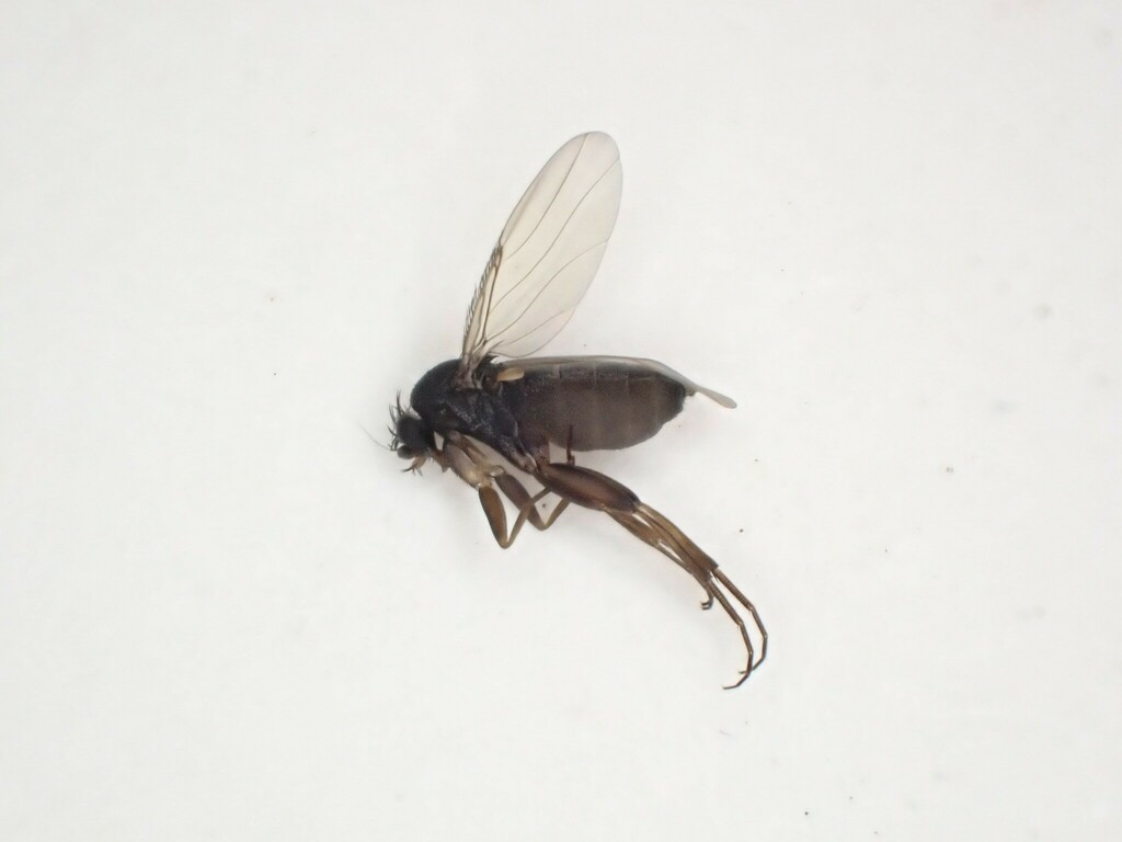 Humpbacked Flies from Ashhurst, New Zealand on September 29, 2022 at 06 ...