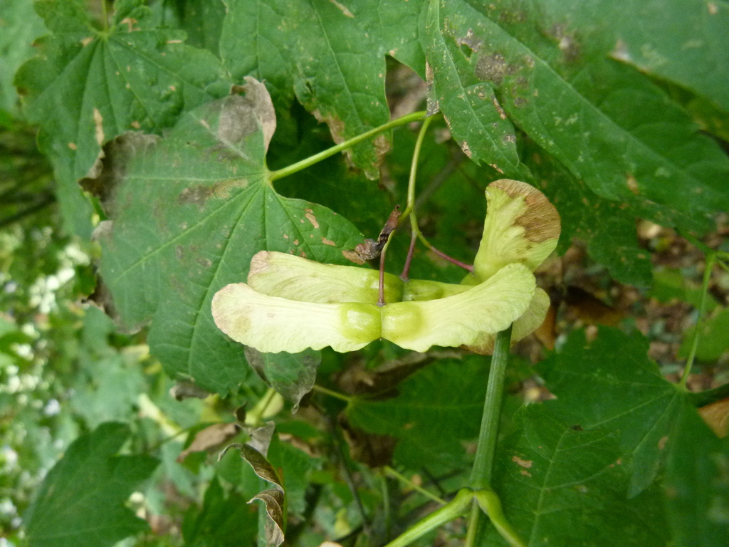 Vine Maple (Handbook for the Native Trees of Oregon) · iNaturalist