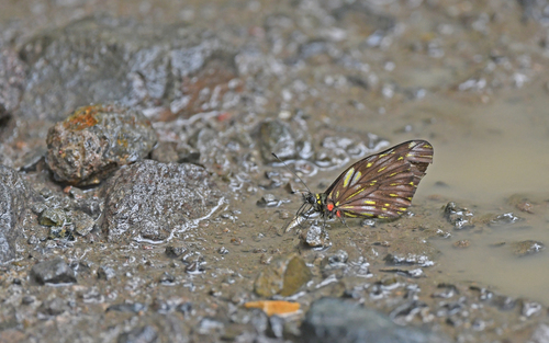 Catasticta cteneme · iNaturalist