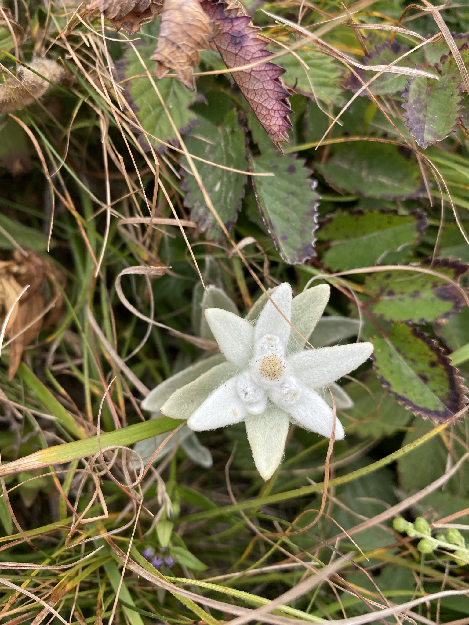 Leontopodium palibinianum Beauverd