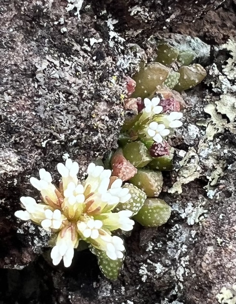 Crassula fragarioides in September 2022 by bob_baigrie · iNaturalist