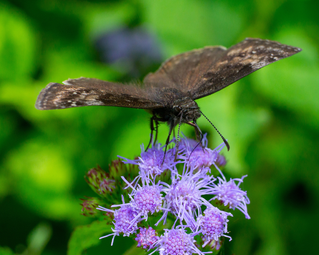 Wild Indigo Duskywing from Harrisburg, PA, USA on August 18, 2018 at 12 ...