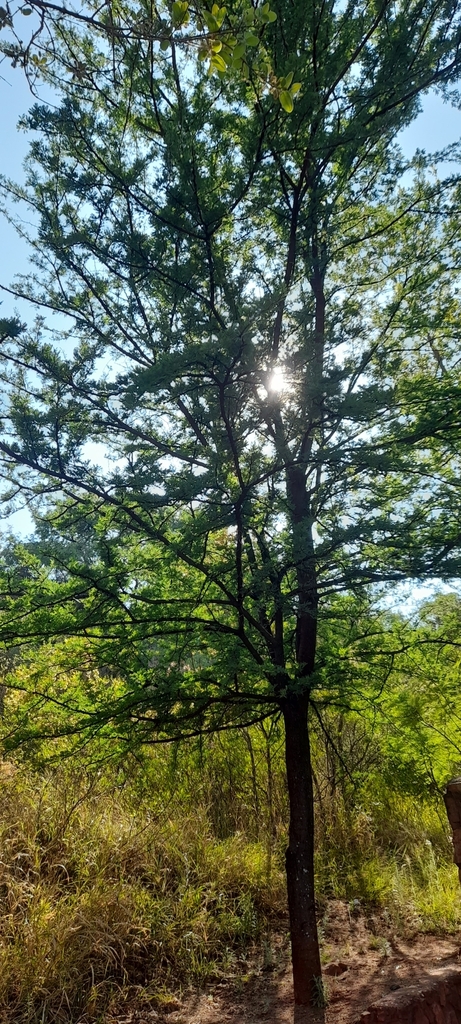 thorn trees from City of Tshwane, ZA-GT, ZA on September 29, 2022 at 08 ...
