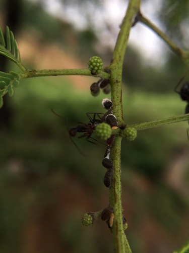 Genus Anomalococcus · iNaturalist