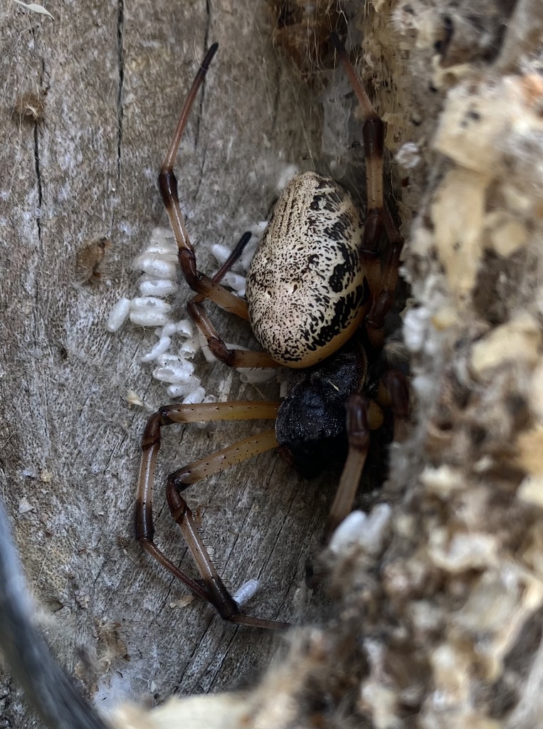 Spiders from Panda, MZ on September 29, 2022 at 02:47 PM by peteras ...