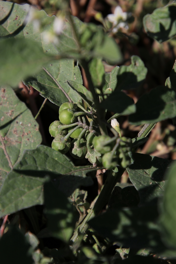 black nightshade from Globeville, Denver, CO, USA on September 26, 2022 ...