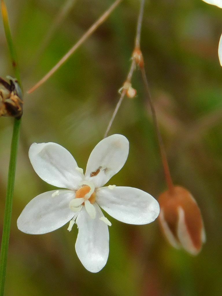 Spookasems from Swellendam Hessekwaskloof, South Africa on September 24 ...