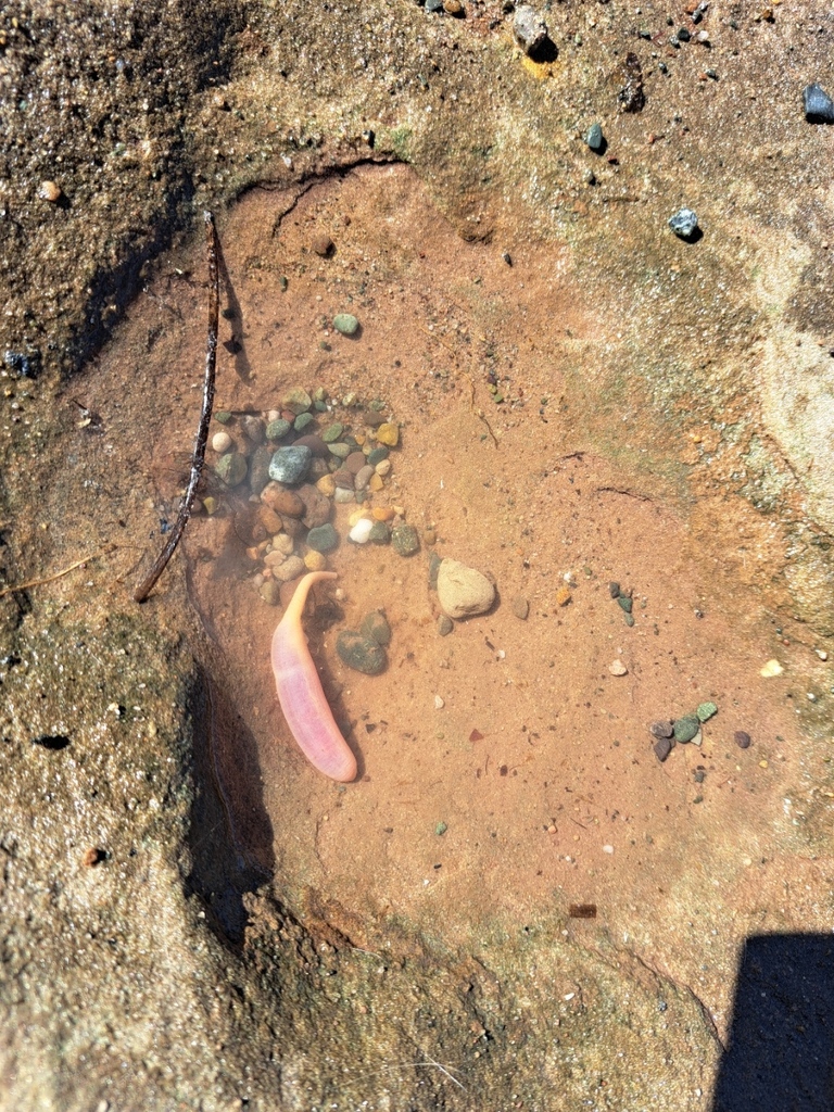 Little Sea Cucumber from Antigonish County, NS, Canada on September 25 ...
