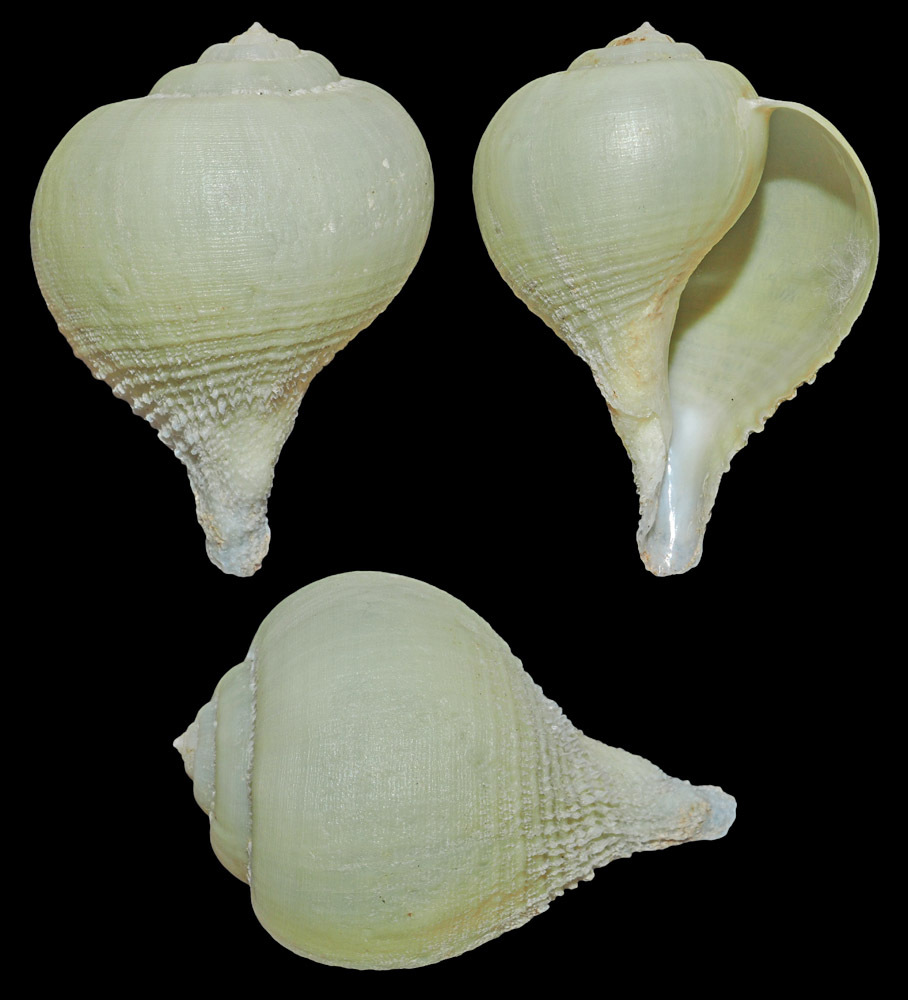 Rapa rapa (Linnaeus, 1758)