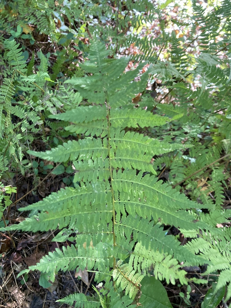 southern lady fern from Chestertown, MD, US on September 29, 2022 at 10 ...