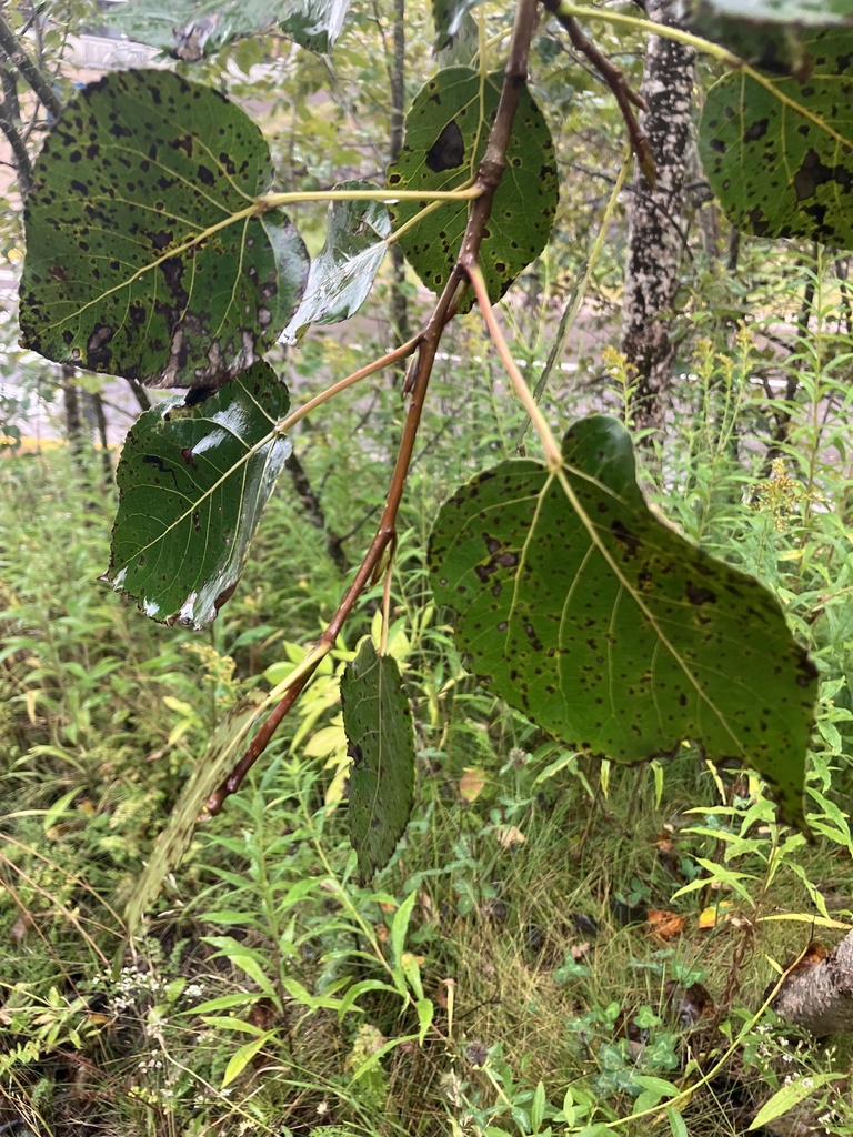 balsam poplar from Michigan Technological University, Houghton, MI, US ...