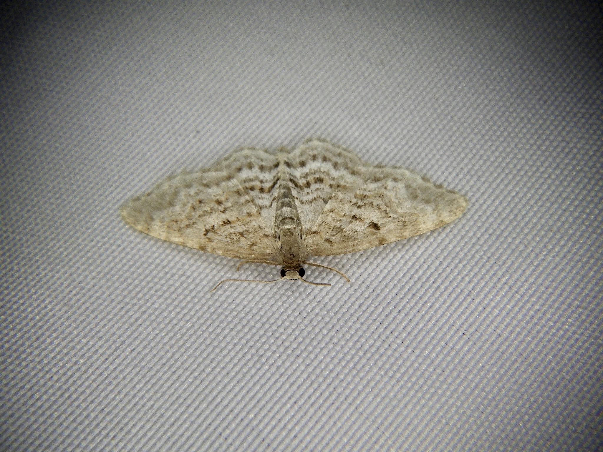 Hydrelia nisaria (Christoph, 1881)
