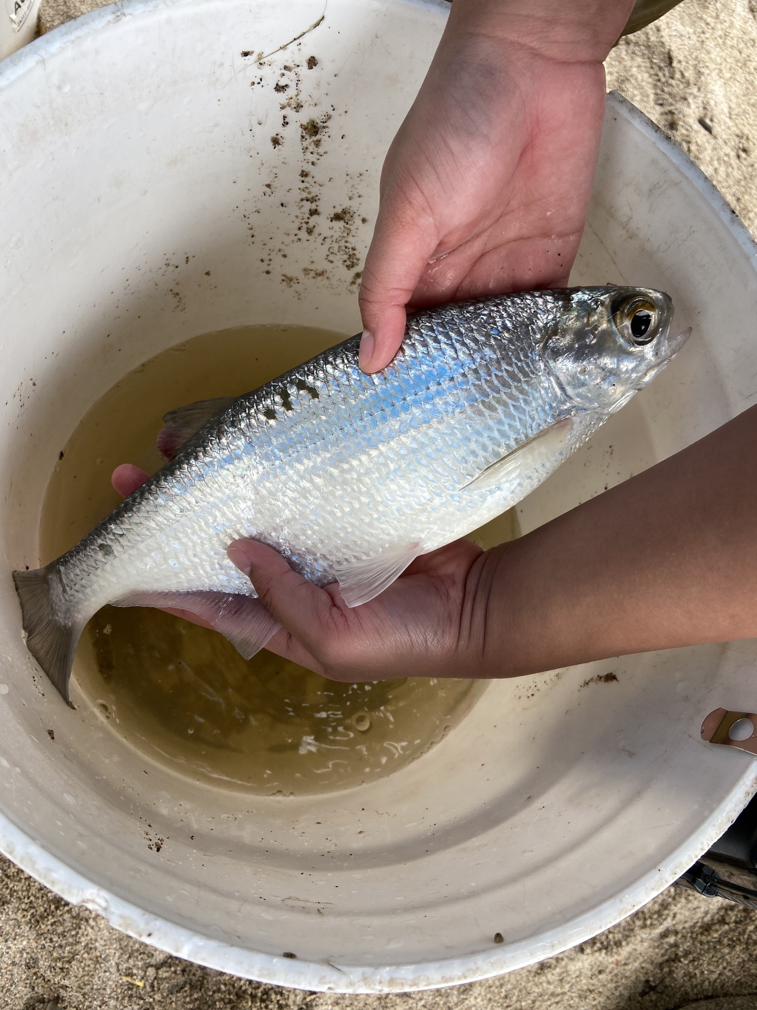 Hiodon Lesueur, 1818