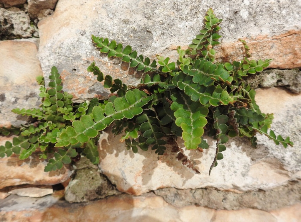 Rustyback from Rovinj, Croatia on September 29, 2022 at 11:09 AM by ...