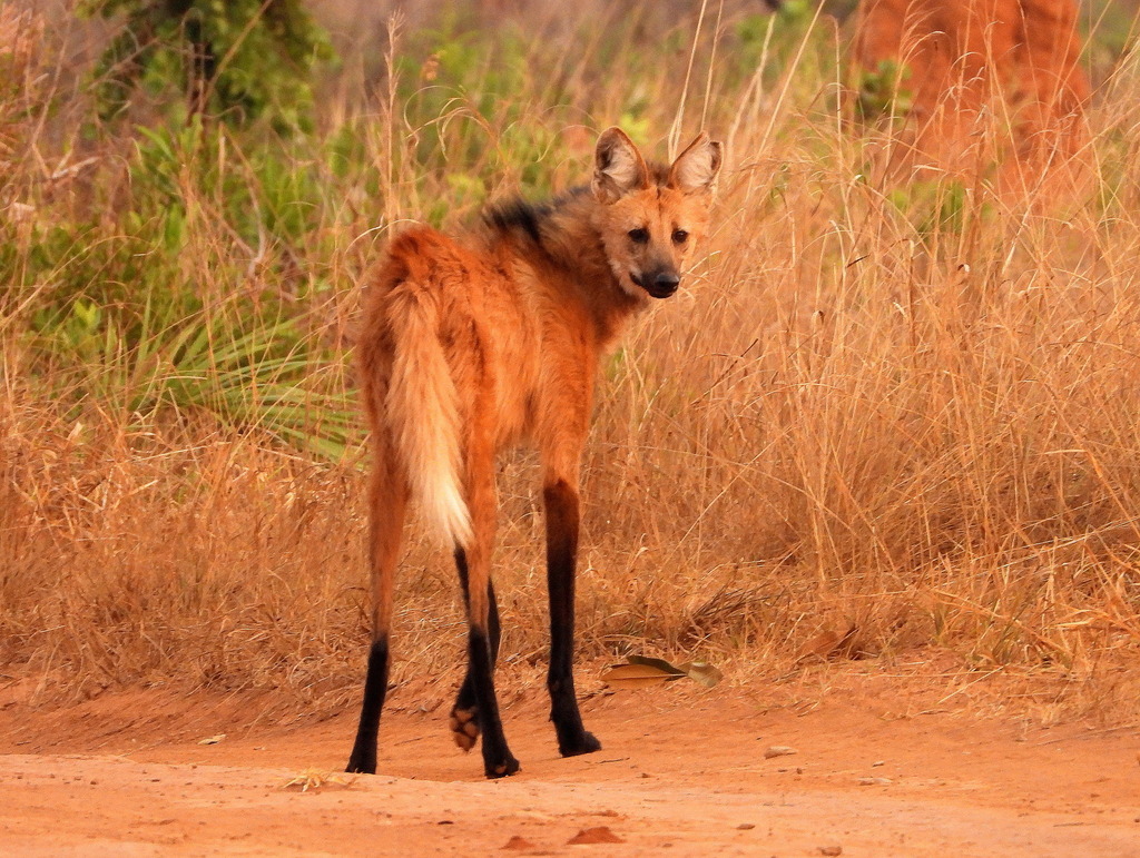 Maned Wolf in September 2022 by kennedy-borges-road · iNaturalist