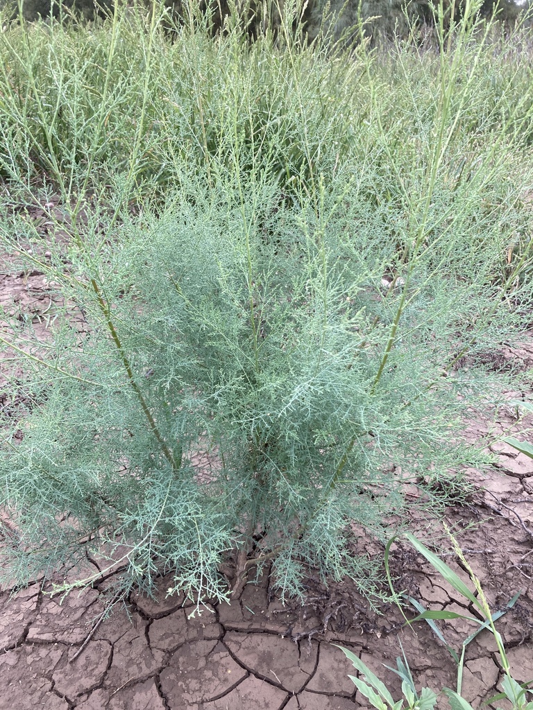 Five-stamen Tamarisk from Marana, AZ, US on September 29, 2022 at 10:05 ...