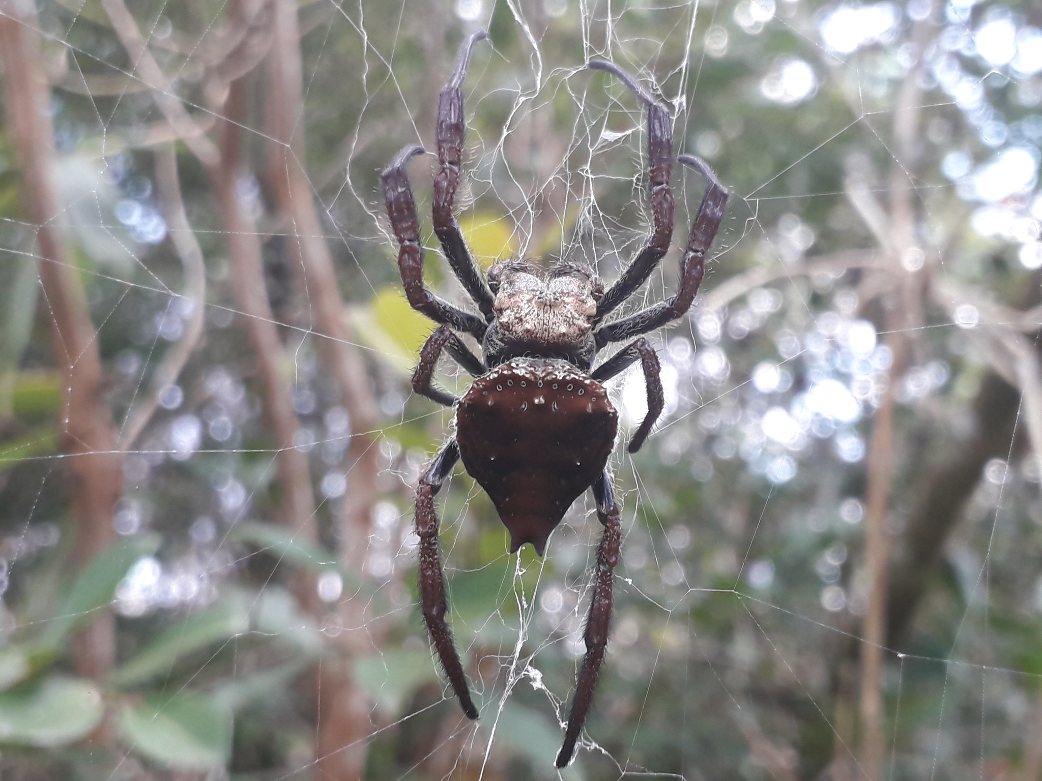 Caerostris extrusa Butler, 1882