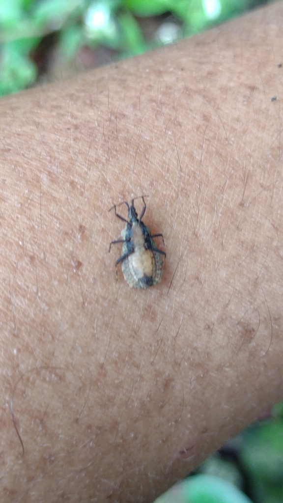 Flat Bugs from Palenque, Chiapas, Mexico on September 29, 2022 at 10:01 ...