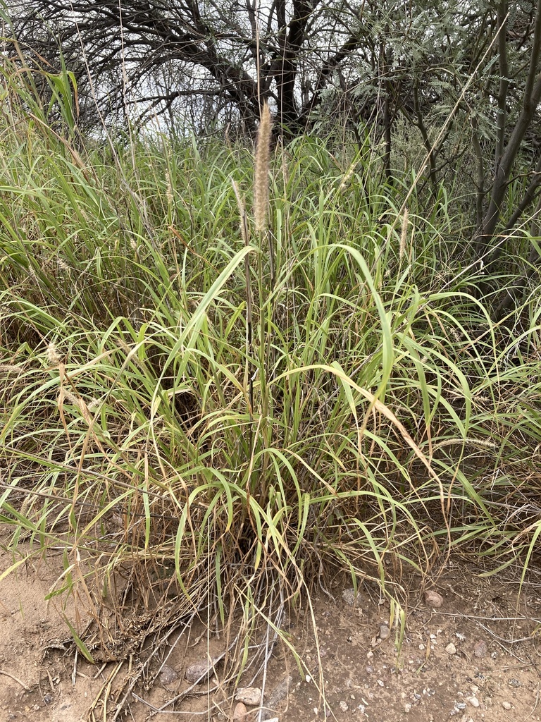 buffelgrass from Marana, AZ, US on September 29, 2022 at 10:09 AM by ...