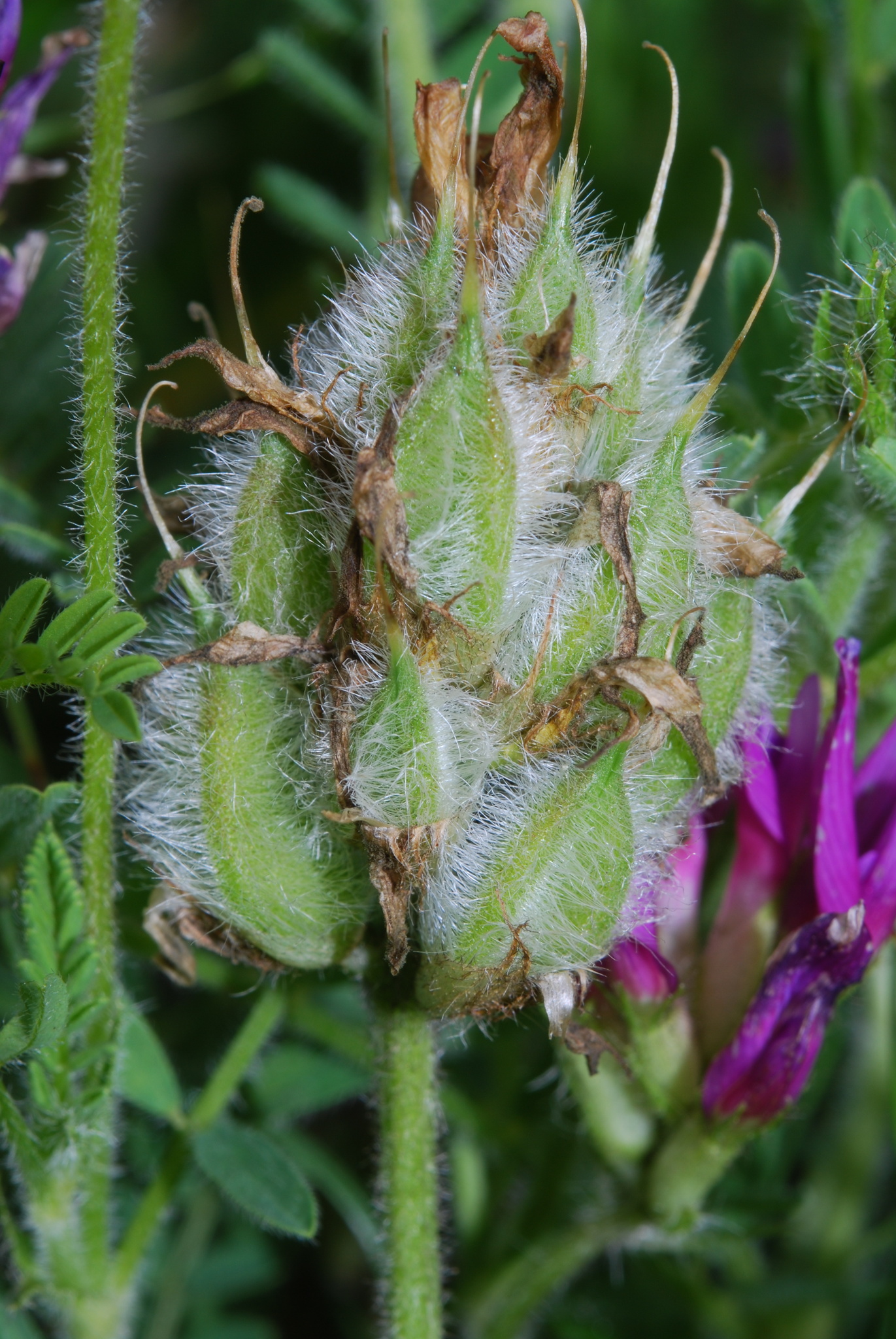 Astragalus hypoglottis L.
