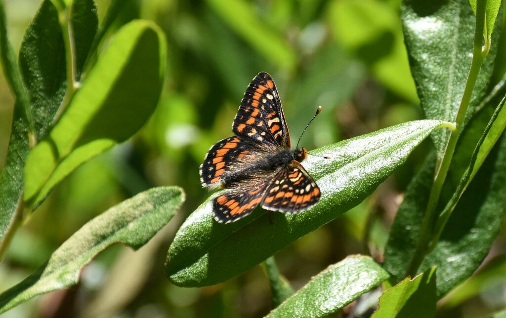 Scarce Fritillary from Шатурский р-н, Московская обл., Россия on June ...