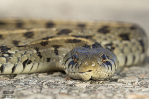 Checkered Garter Snake (Herps of the McLennan County, TX Area ...