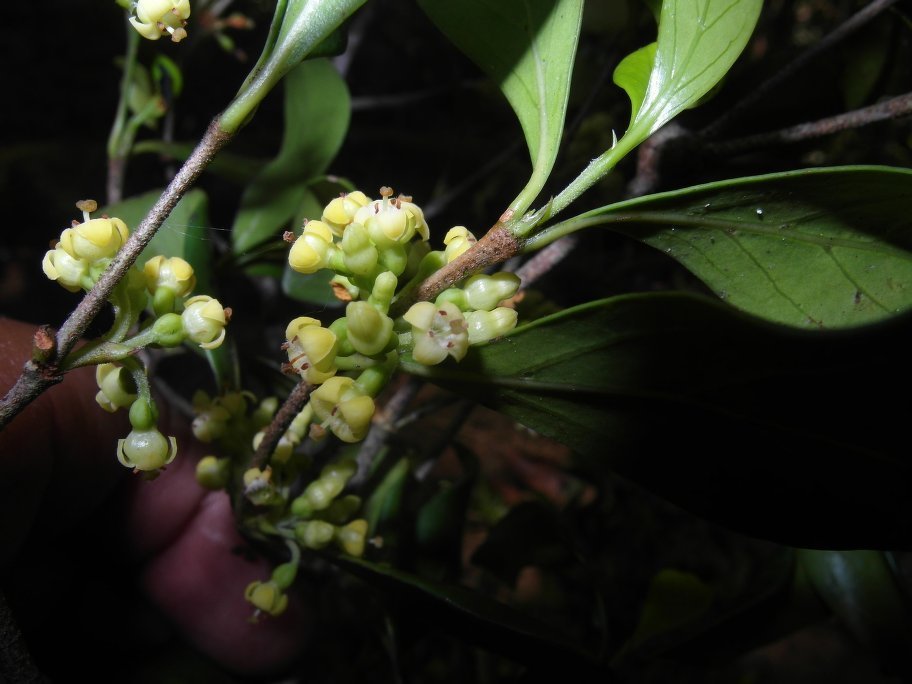 Pyrostria perrieri (Cavaco) Razafim., Lantz & B. Bremer (Plants of ...