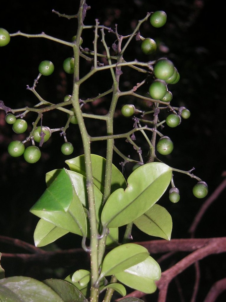Solanum madagascariense Dunal (Plants of Analamazaotra-Périnet Reserve ...