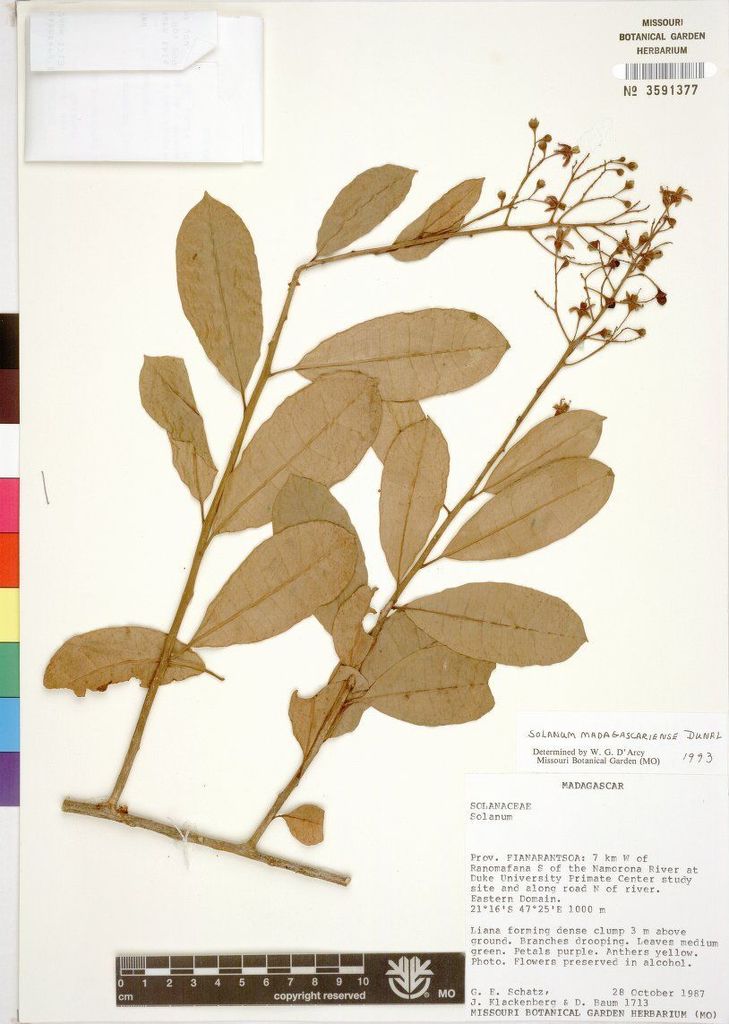 Solanum madagascariense Dunal (Plants of Analamazaotra-Périnet Reserve ...