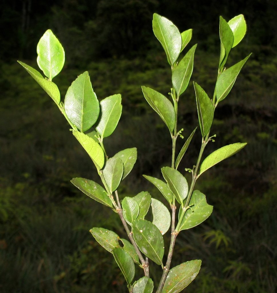 Suregada nigricaulis Radcl.-Sm. (Plants of Analamazaotra-Périnet ...