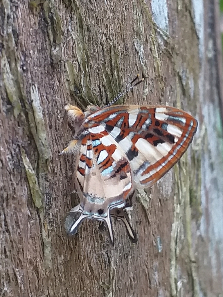 Sarota chrysus from Nocaima on September 29, 2022 at 12:25 PM by Oscar ...