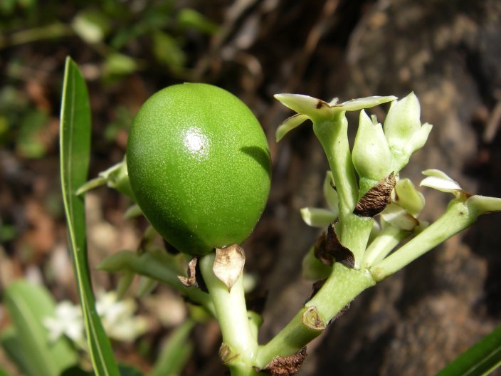 Grey Milkwood (Plants of Analamazaotra-Périnet Reserve, Madagascar ...