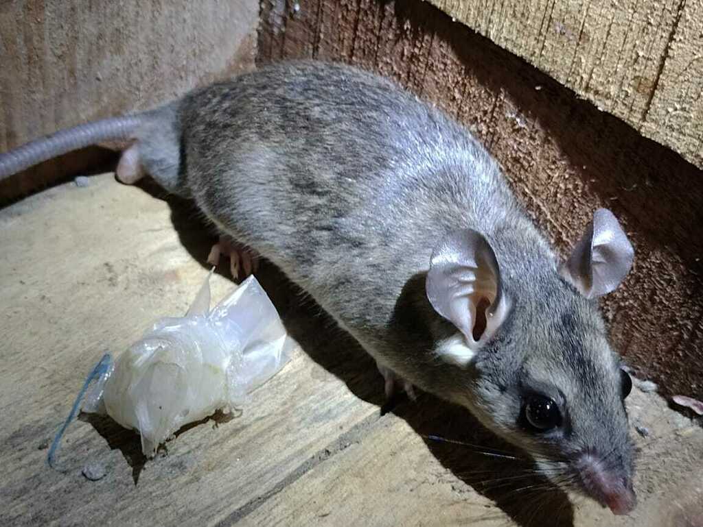 Big-eared Climbing Rat in September 2022 by Sebastián de Jesús Herrera ...