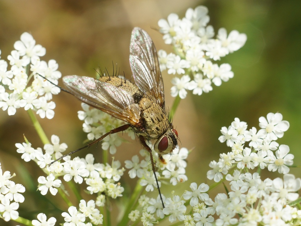 Dexia rustica from Донецк on September 09, 2022 at 03:14 PM by Илья ...