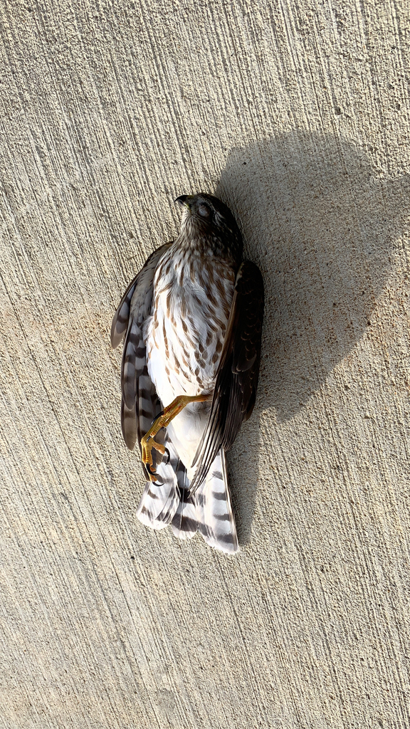Sharp-shinned Hawk in September 2022 by raejohan. tiny dead hawk right ...