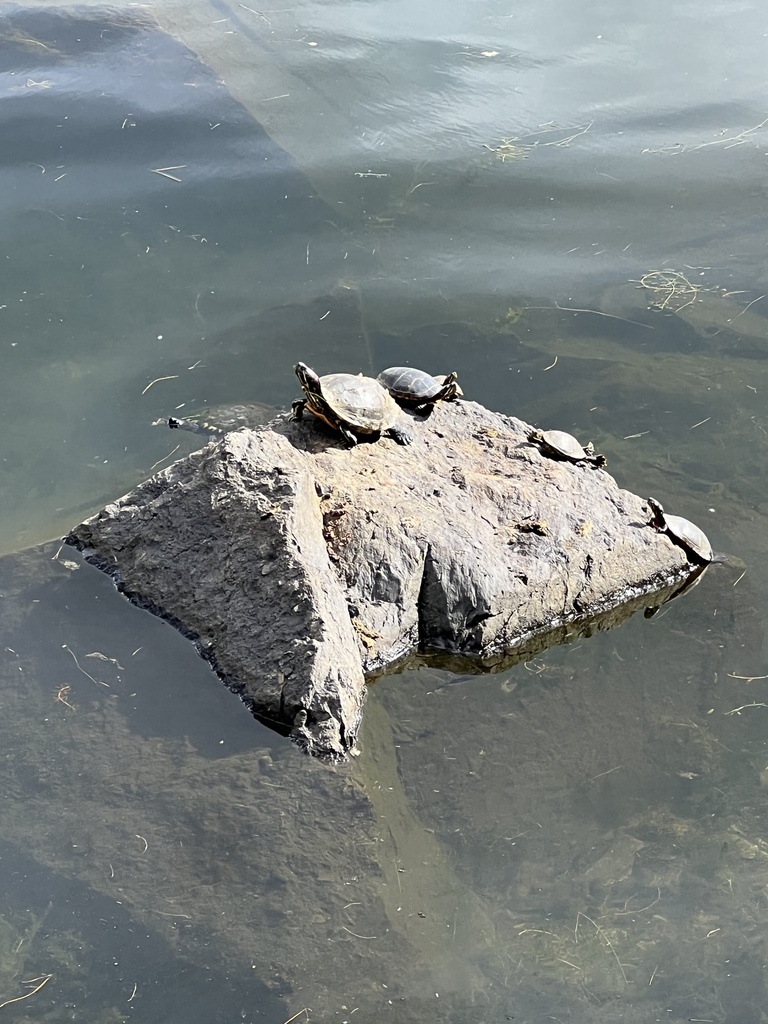 Pond Slider from Chestnut Hill Reservoir, Boston, MA, US on September ...